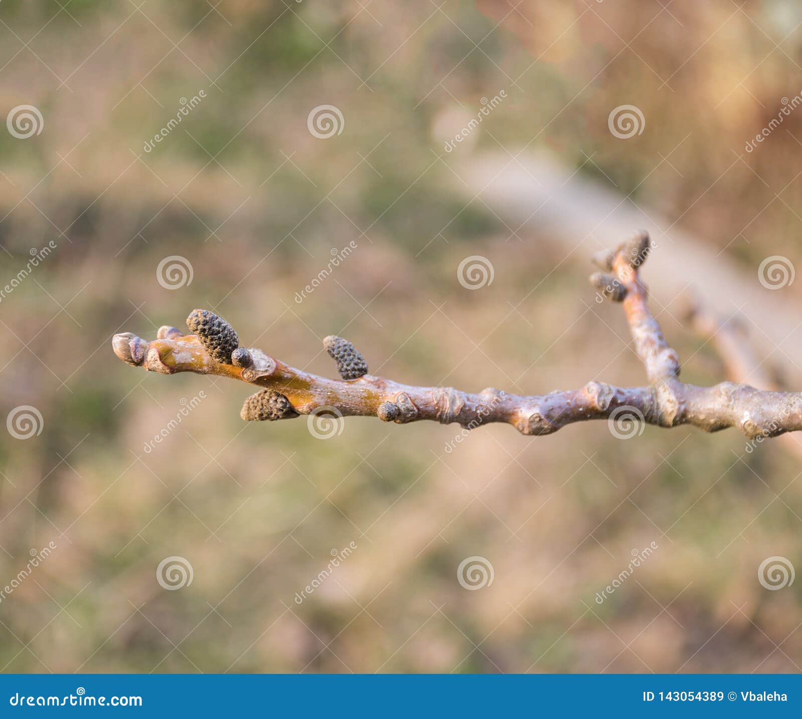 Walnut tree budding twig stock image. Image of leaf - 143054389