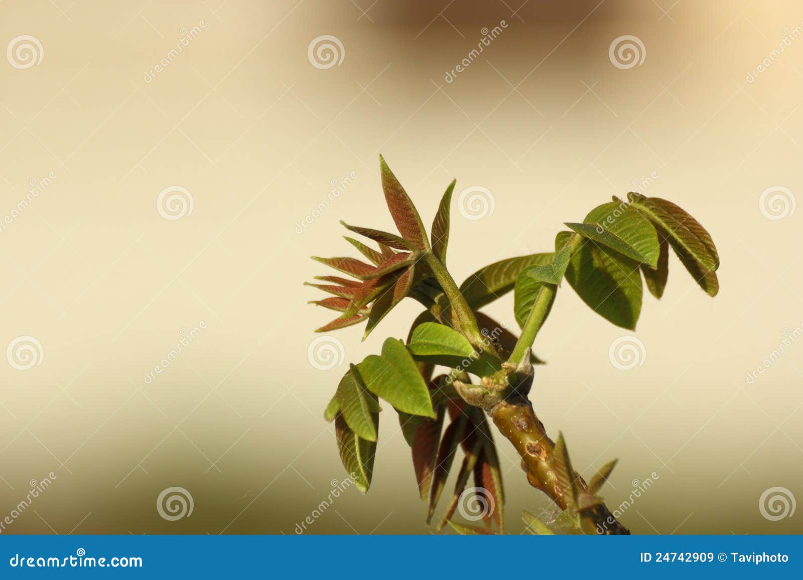 Walnut tree buds stock image. Image of twig, springtime - 24742909