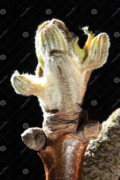 Walnut tree buds opening stock photo. Image of growth - 13776702