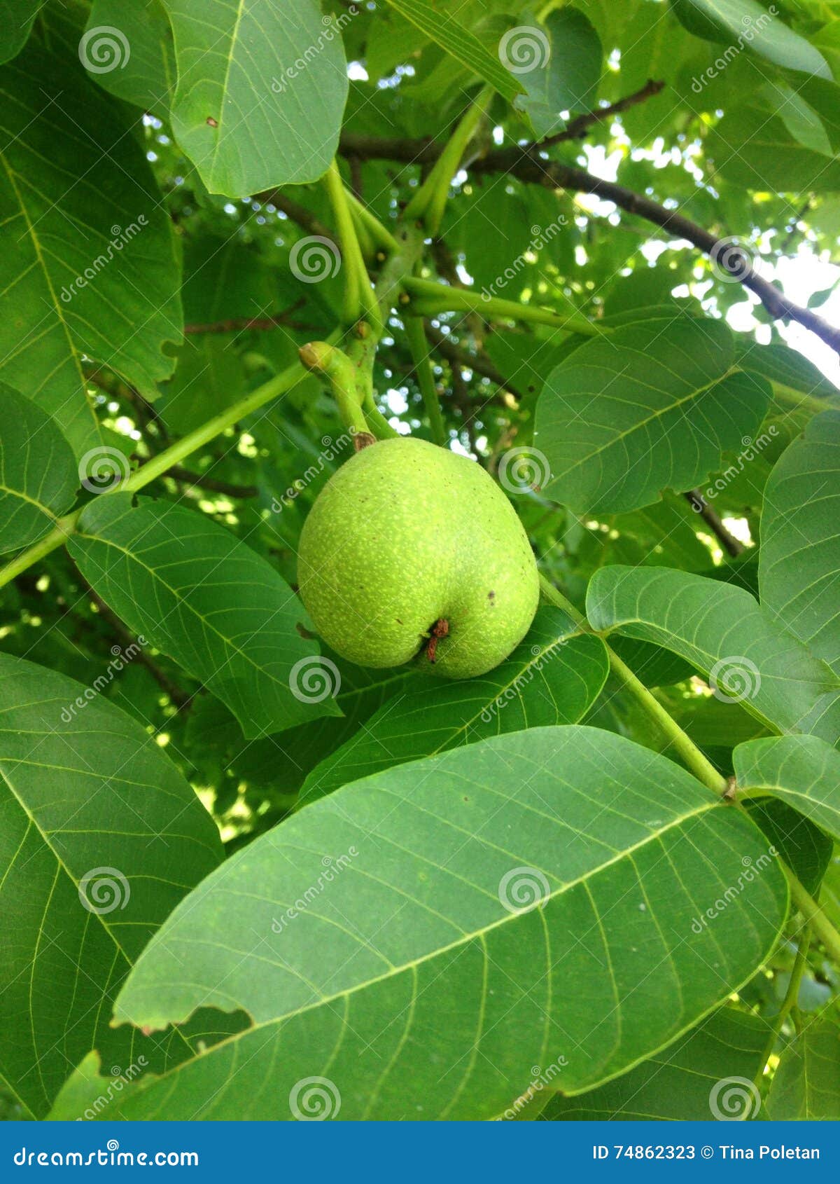 Walnut tree stock image. Image of grow, potherb, nature - 74862323