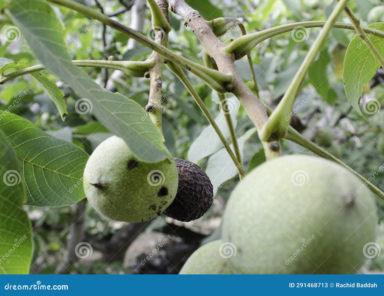 The Walnut Tree, Clusters of Green Walnuts Nestle among the Leaves ...