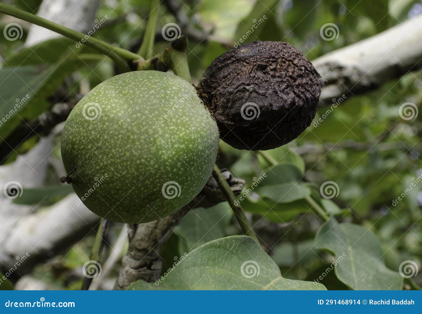 The Walnut Tree, Clusters of Green Walnuts Nestle among the Leaves ...