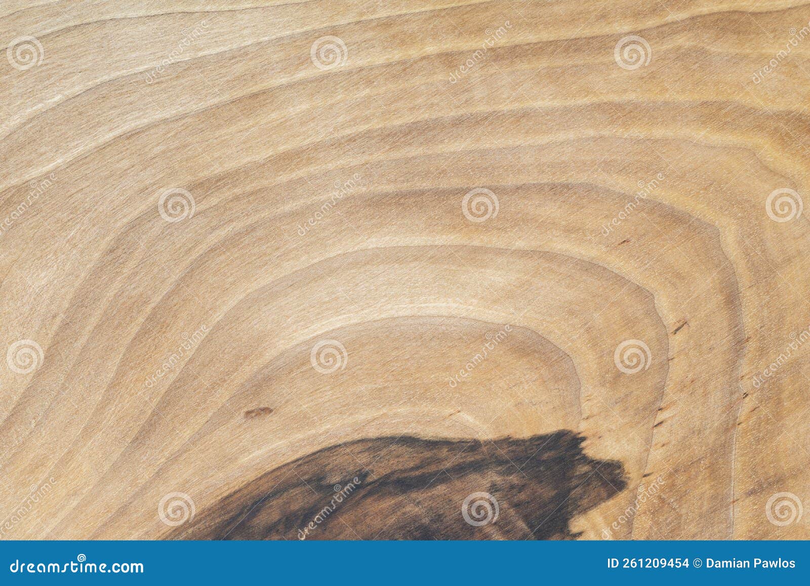 Walnut Tree Cross-section with Stripped Texture for the Background ...