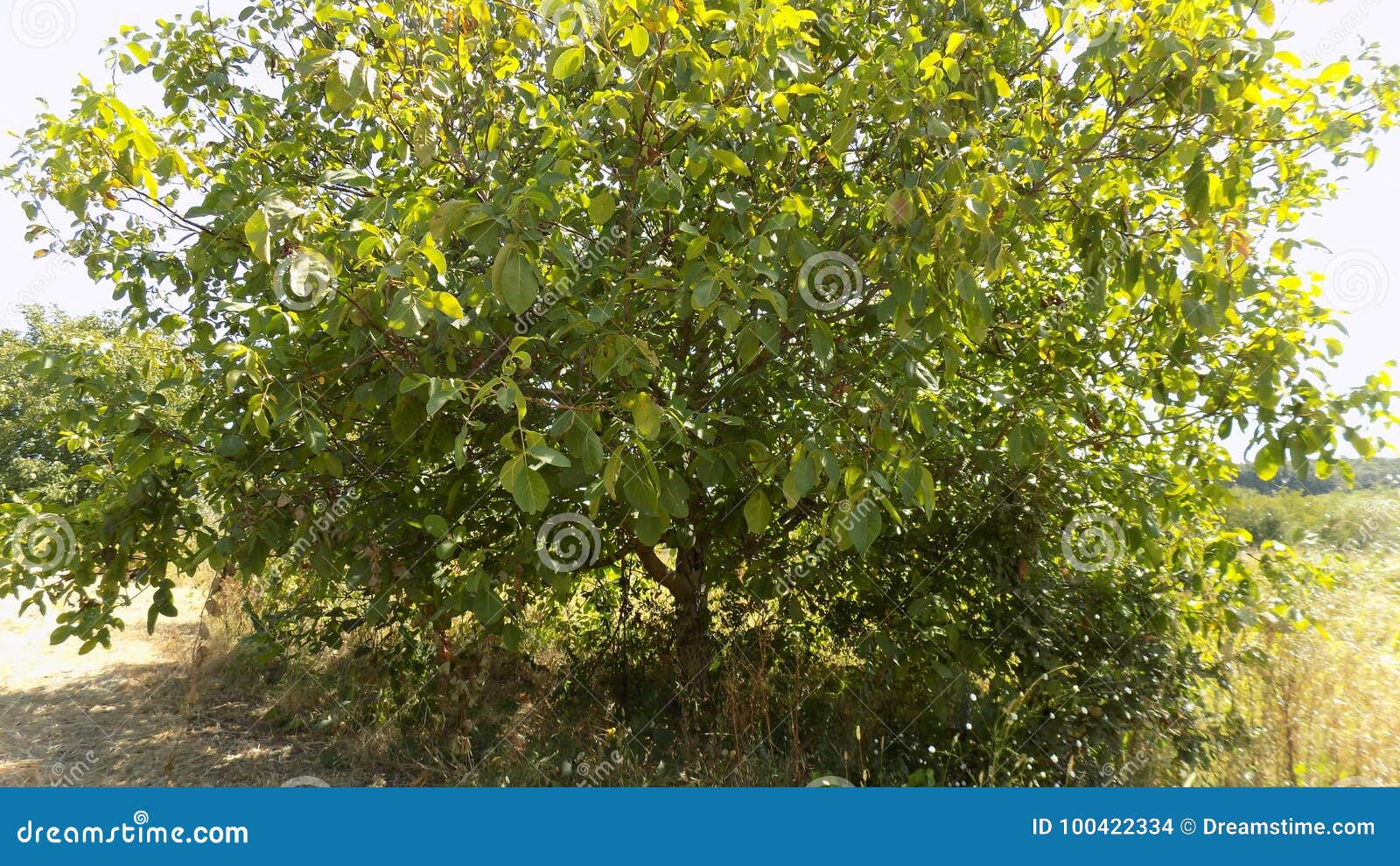 Walnut tree stock photo. Image of fall, light, nature - 100422334