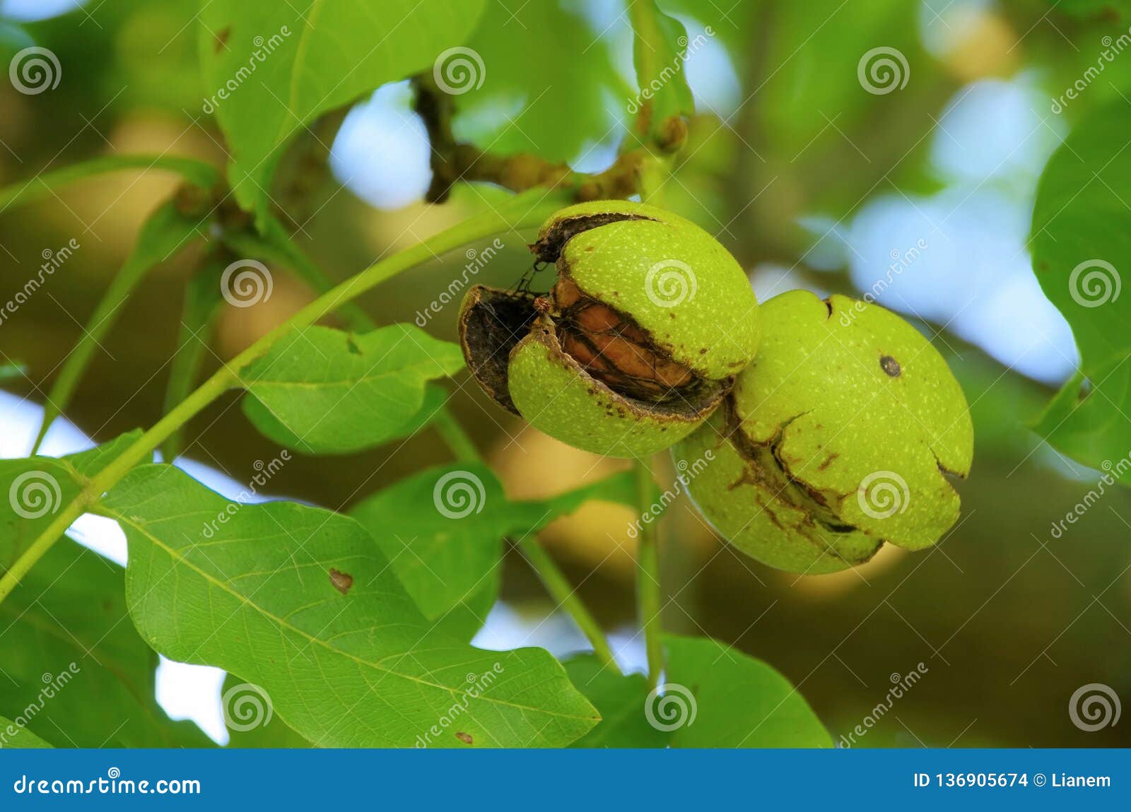 Walnut tree in fall stock photo. Image of leaf, plant - 136905674