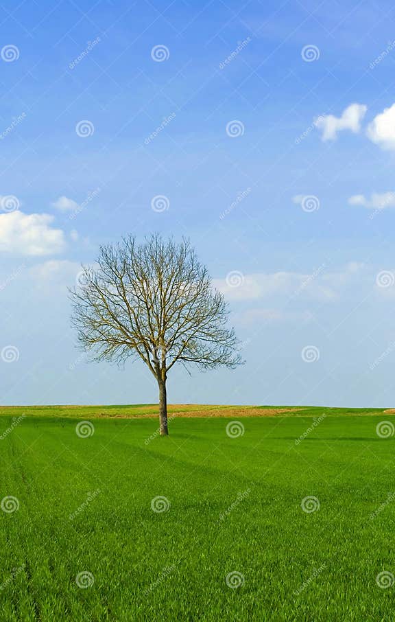 Walnut tree in the field stock image. Image of solitude - 9151667