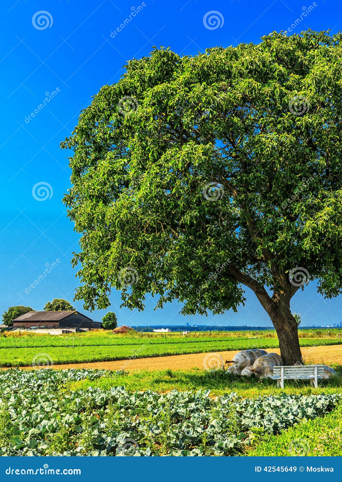 2,586 Walnut Field Stock Photos - Free & Royalty-Free Stock Photos from ...