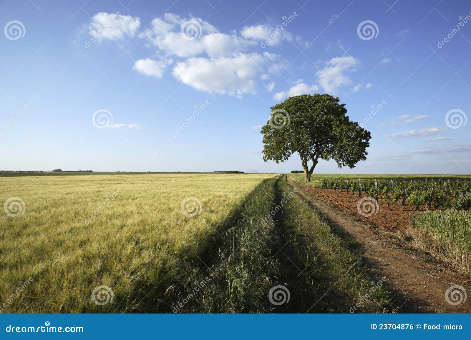 Walnut Tree in a Field of Wheat Stock Photo - Image of outdoors ...