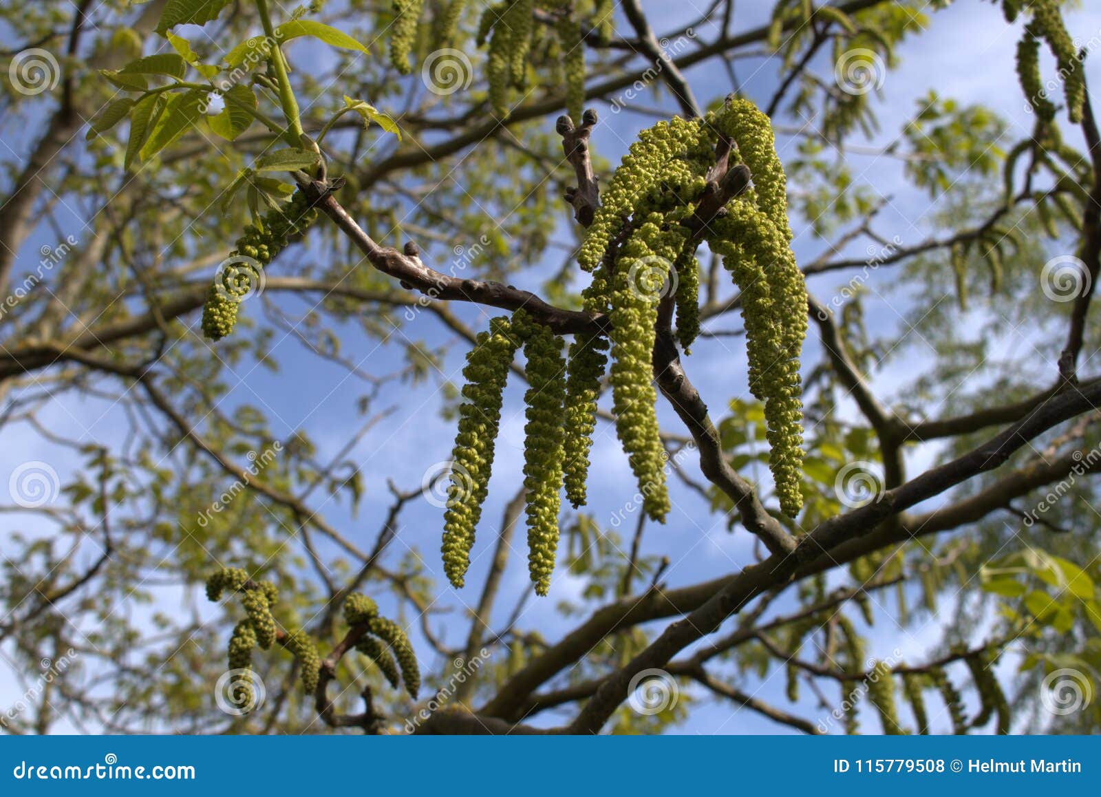 Catkins of a Wallnut Tree in Close Up. Male Flowers. Stock Photo ...