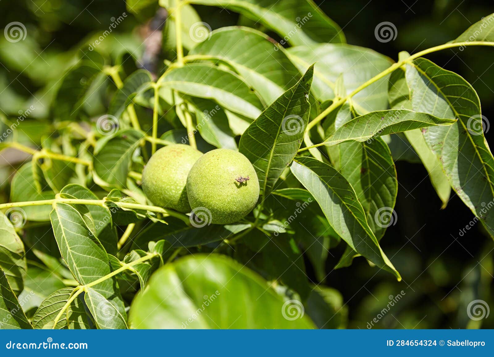 Walnut Tree with Walnut Fruit in Green Pericarp Stock Photo - Image of ...