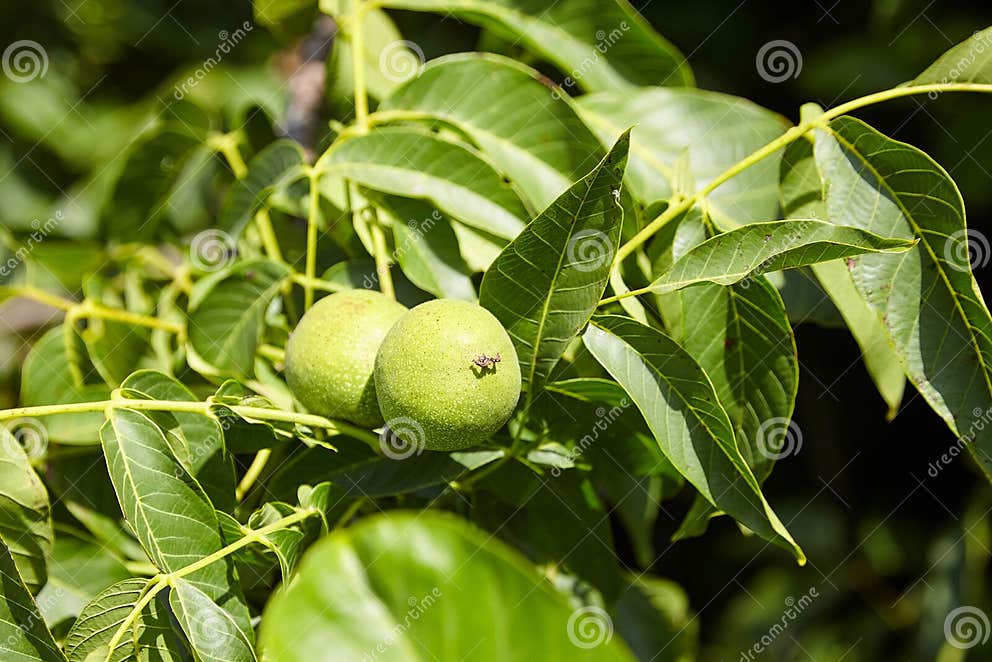 Walnut Tree with Walnut Fruit in Green Pericarp Stock Photo - Image of ...