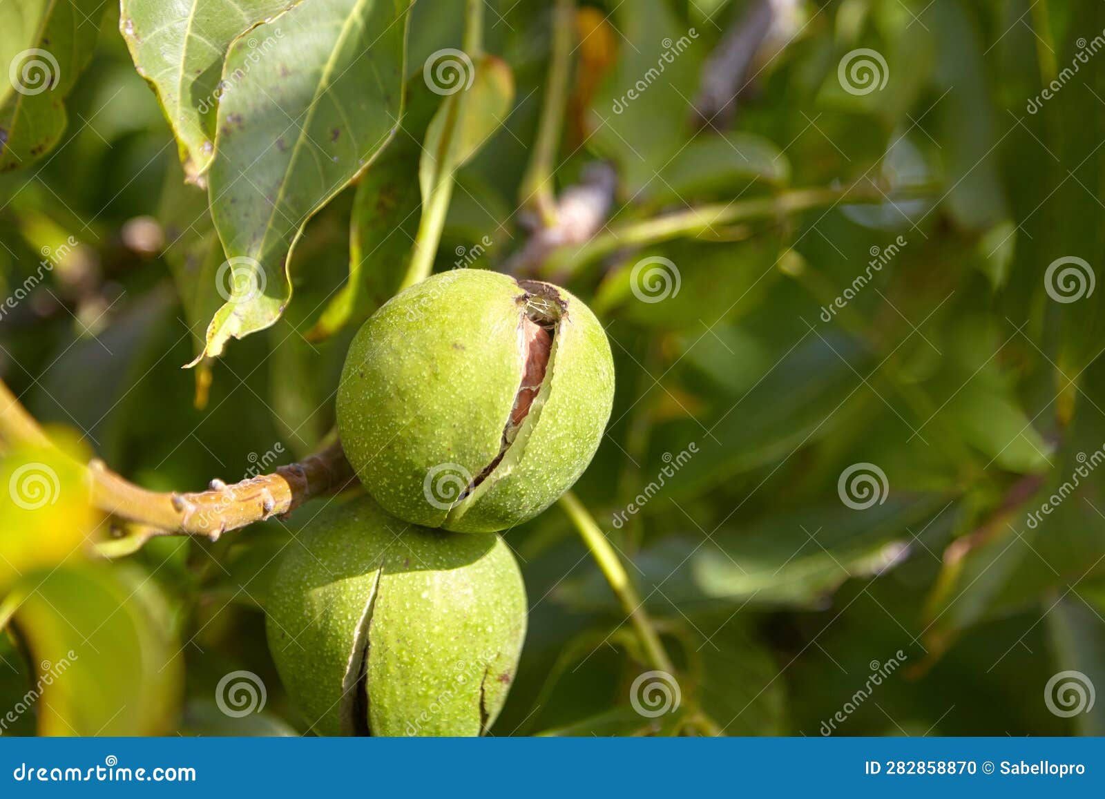 Walnut Tree with Walnut Fruit in Pericarp on Branch Stock Photo - Image ...