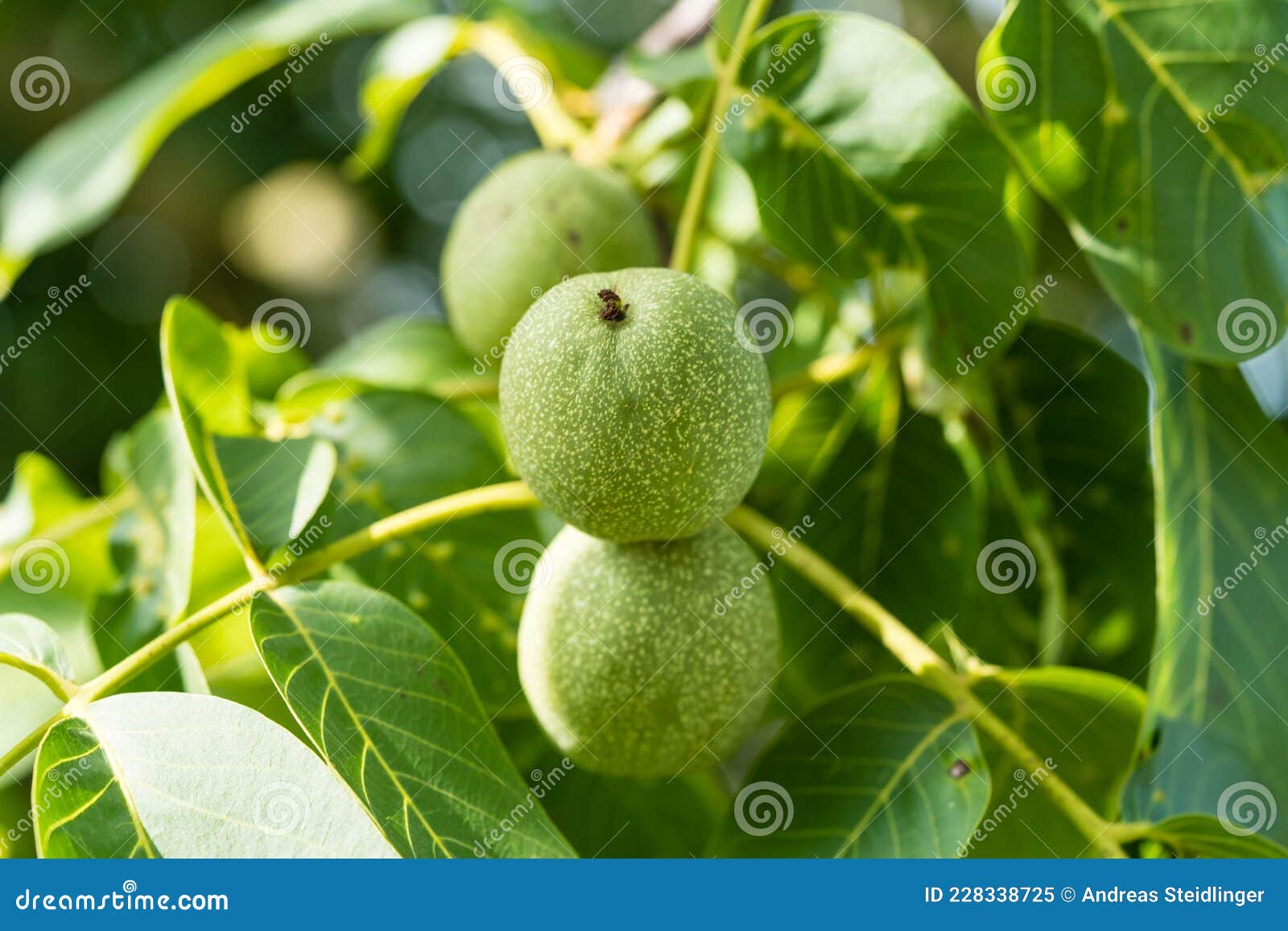 Walnut tree fruits stock image. Image of nutrition, juicy - 228338725