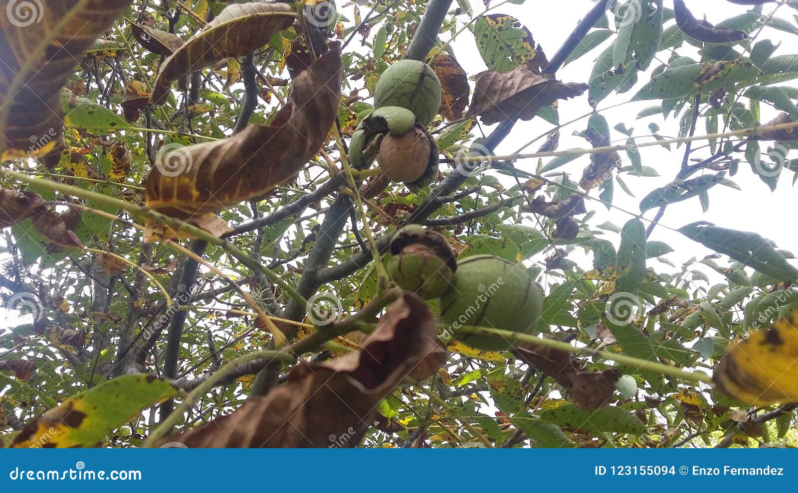 Walnut Tree Full of Nuts in the Fall with Some Green Leaves Stock Photo ...