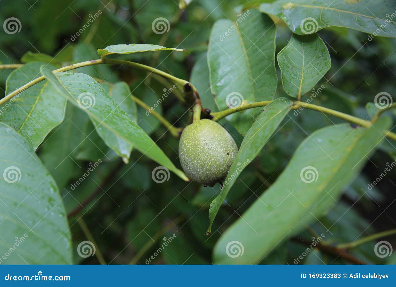 Green Nuts on a Tree. Walnut Tree Branch with Fruit . Walnut Tree Stock ...