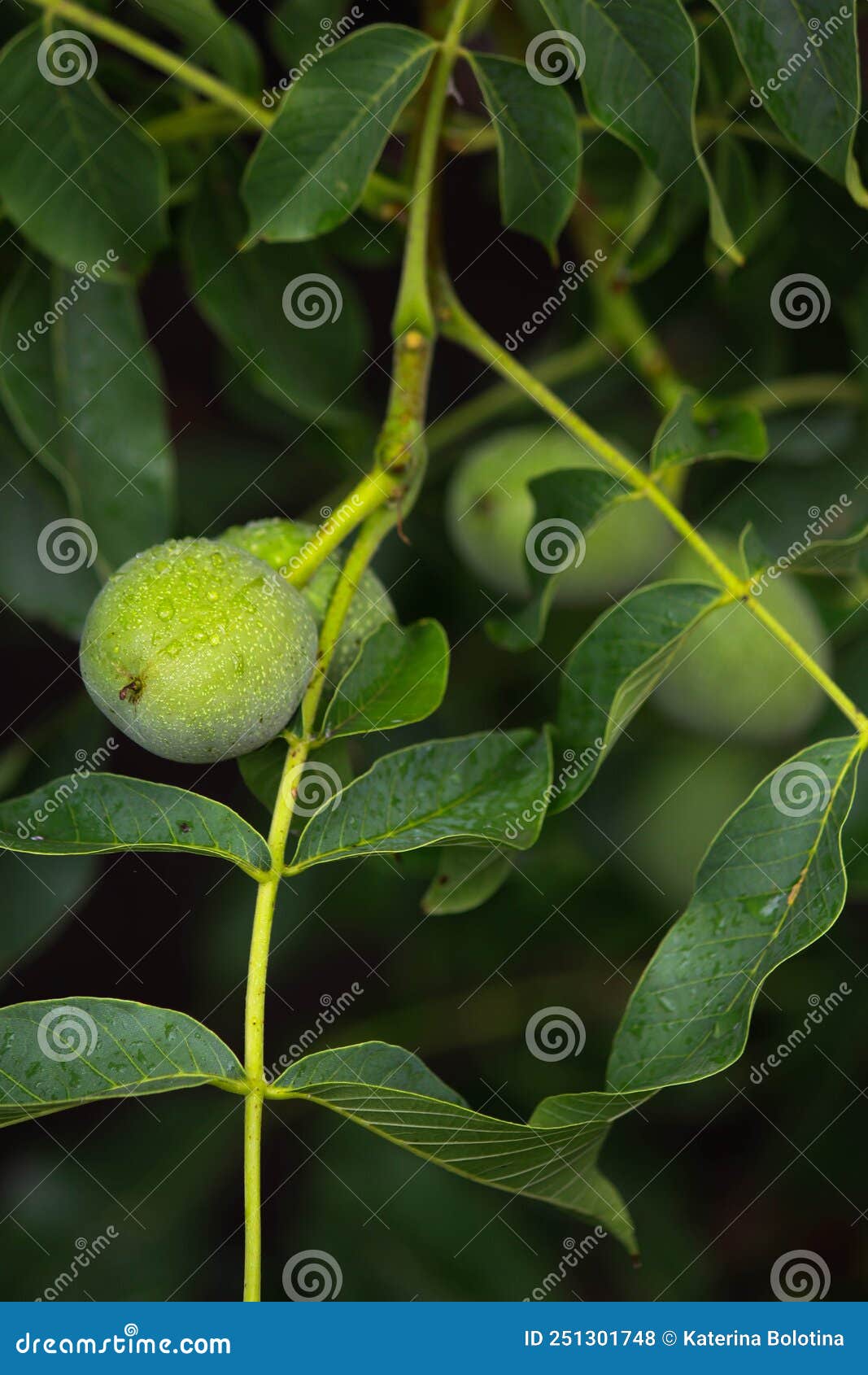 Walnut on the Tree. Green Nuts on a Branch Stock Photo - Image of shrub ...