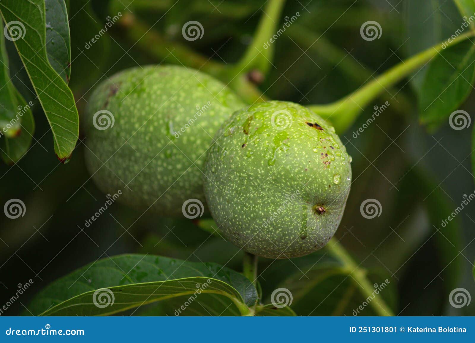 Walnut on the Tree. Green Nuts on a Branch Stock Image - Image of ...