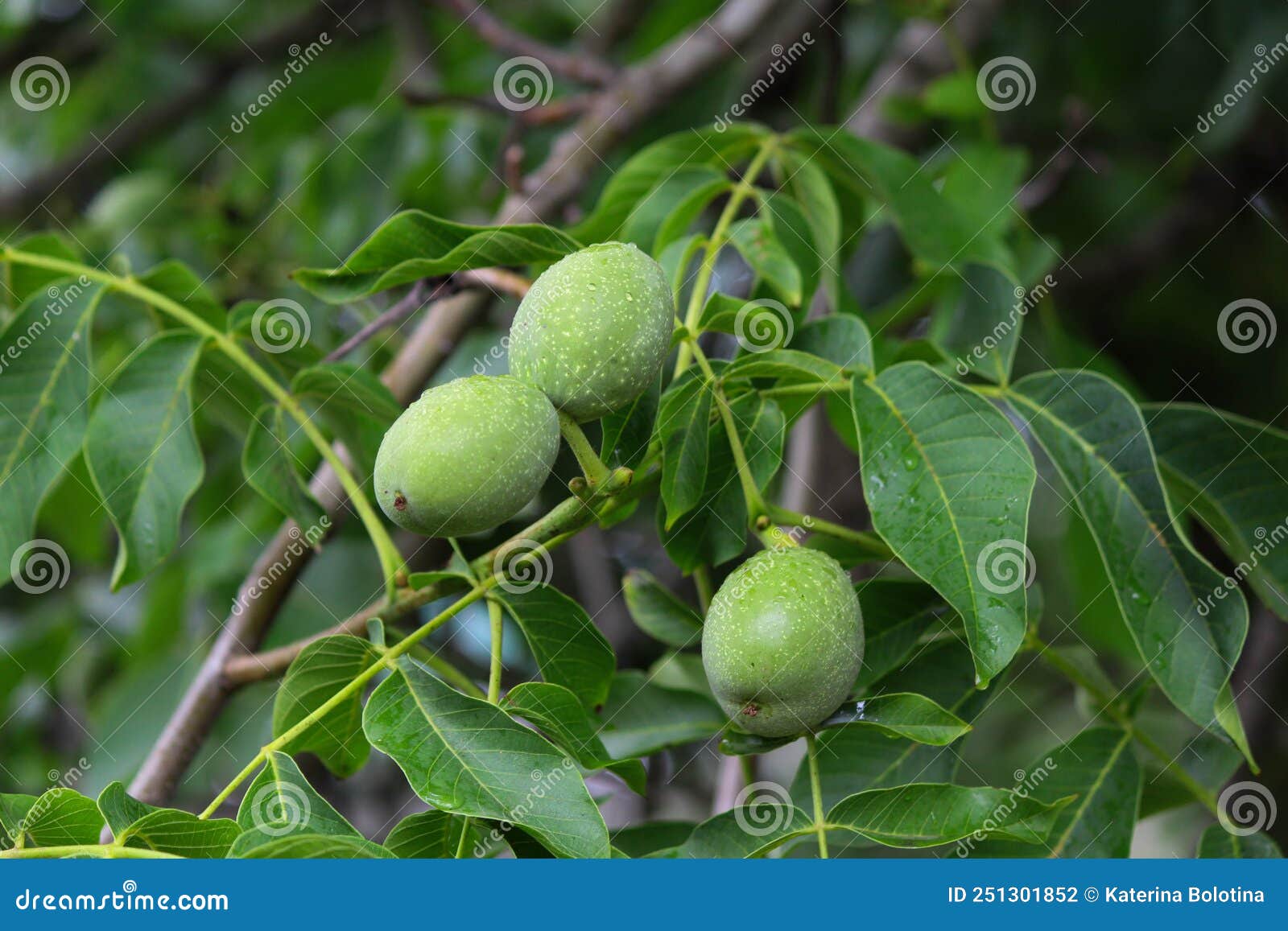 Walnut on the Tree. Green Nuts on a Branch Stock Photo - Image of ...