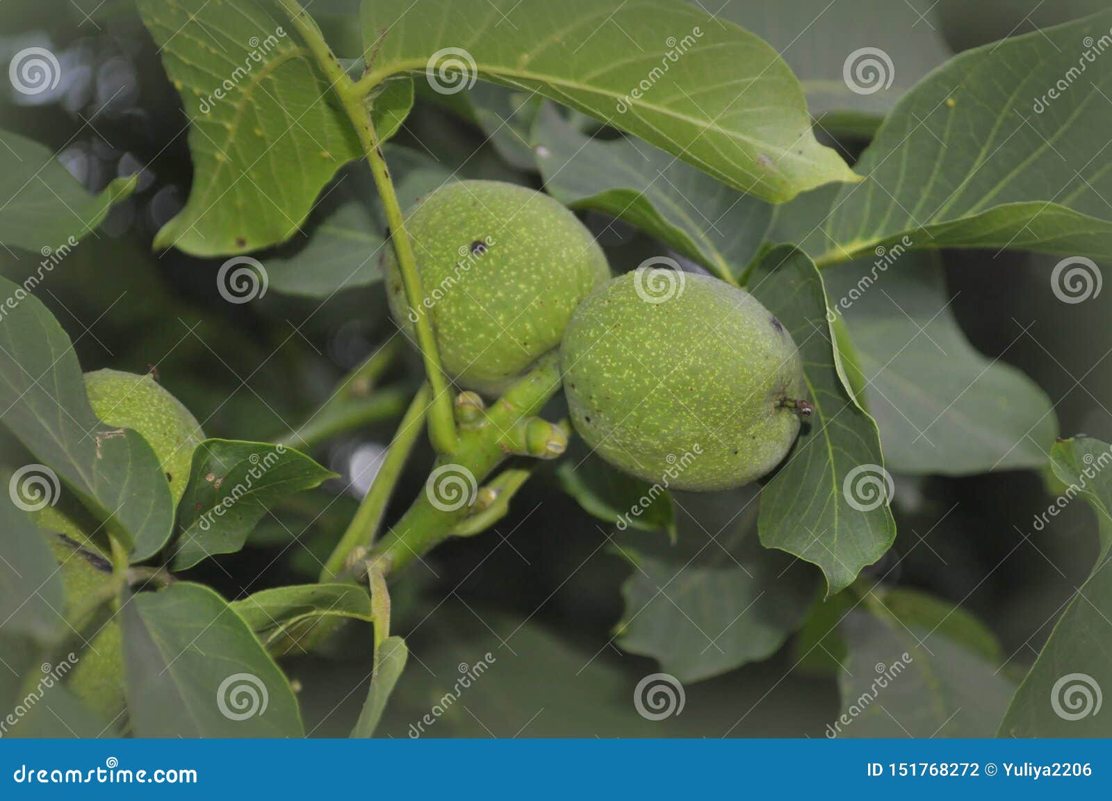 Walnut Tree with Green Nuts Stock Photo - Image of natural, greek ...