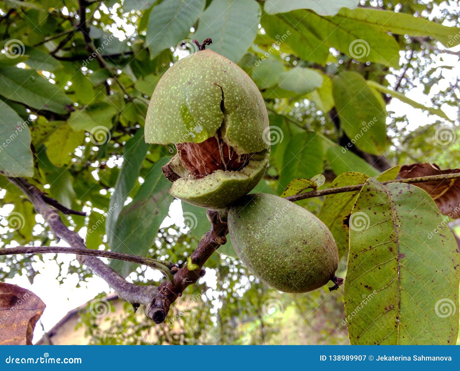 Ripe nuts of a Walnut tree stock image. Image of october - 138989907