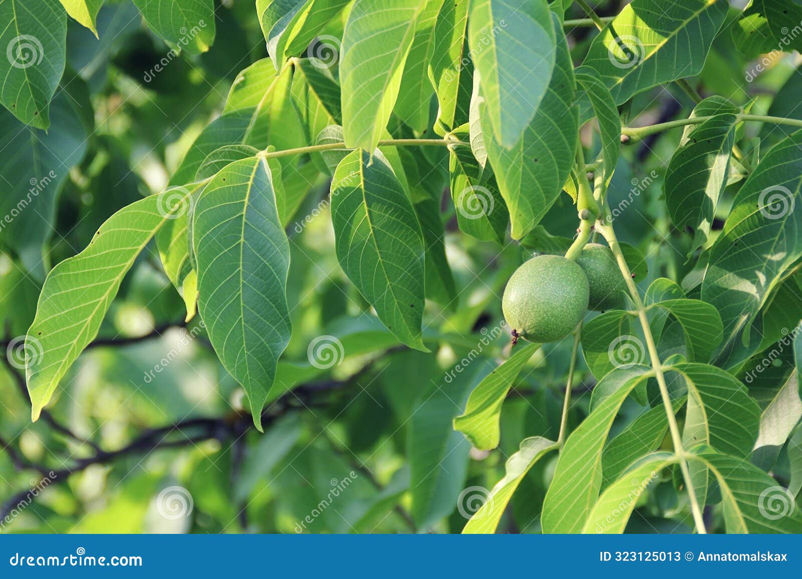 Walnut Tree, Growing Walnut in Shell on Branch, Summer Trees, Walnuts ...