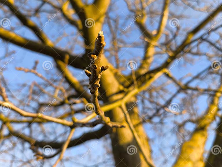 The Walnut Tree Illuminated by the Sunset Shows the New Buds for Spring ...