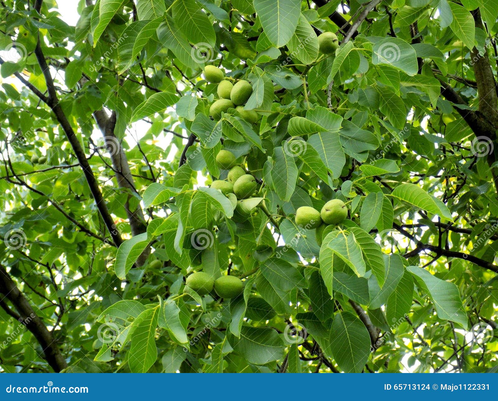 Walnut tree stock photo. Image of leaf, vegetation, nature - 65713124
