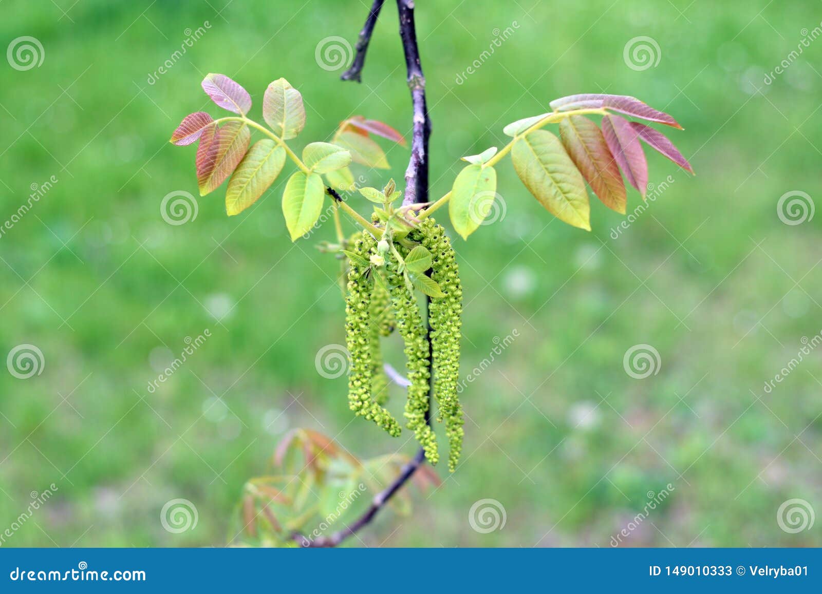 Walnut tree inflorescence stock image. Image of ament - 149010333