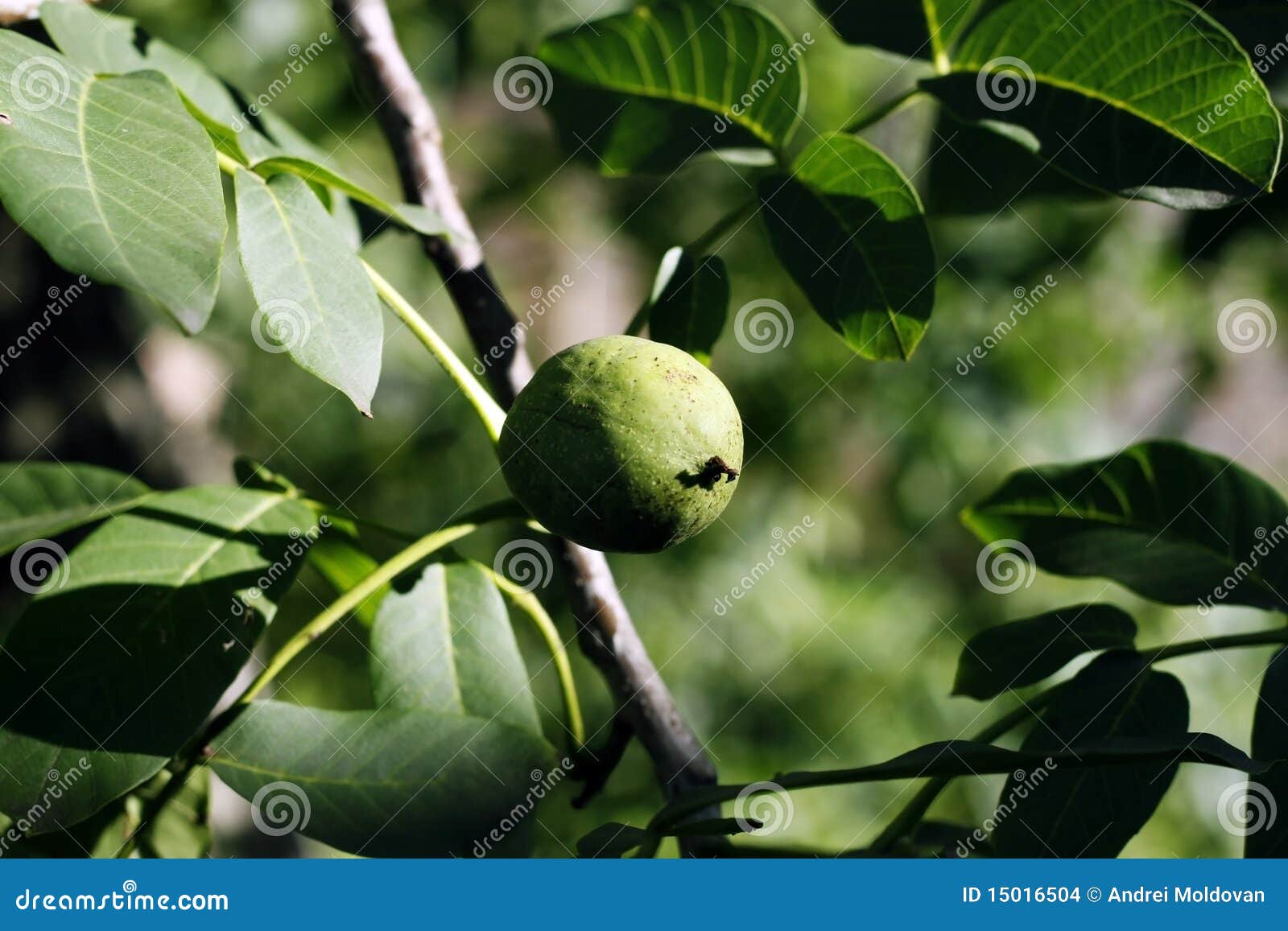 Walnut Tree - Juglans Regia Stock Photo - Image of wood, natural: 15016504