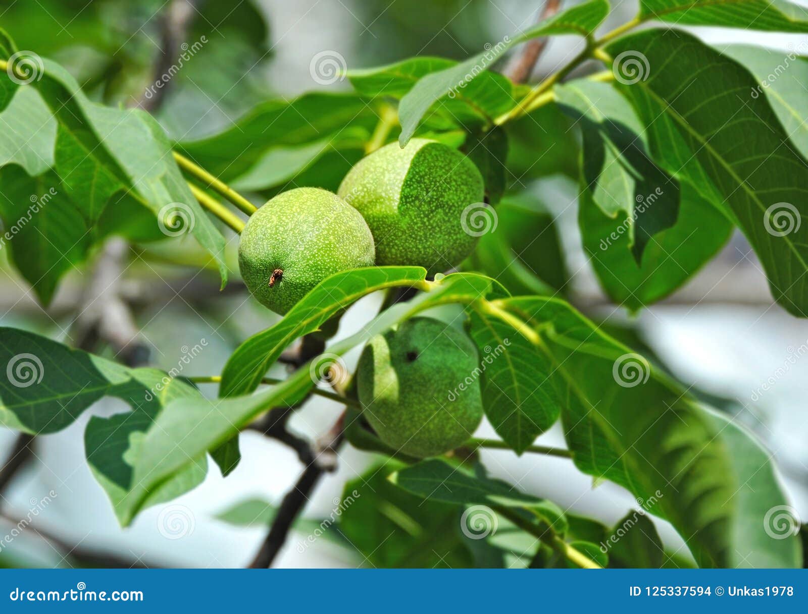 Walnut Tree Juglans Regia with Fruit Stock Photo - Image of natural ...