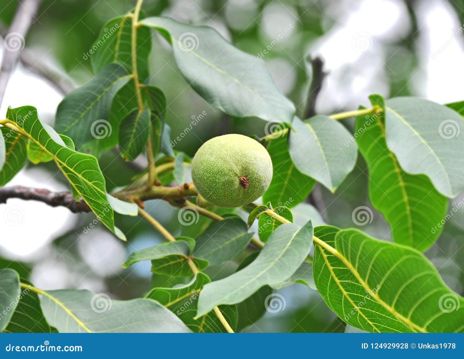 Walnut Tree Juglans Regia with Fruit Stock Photo - Image of harvest ...