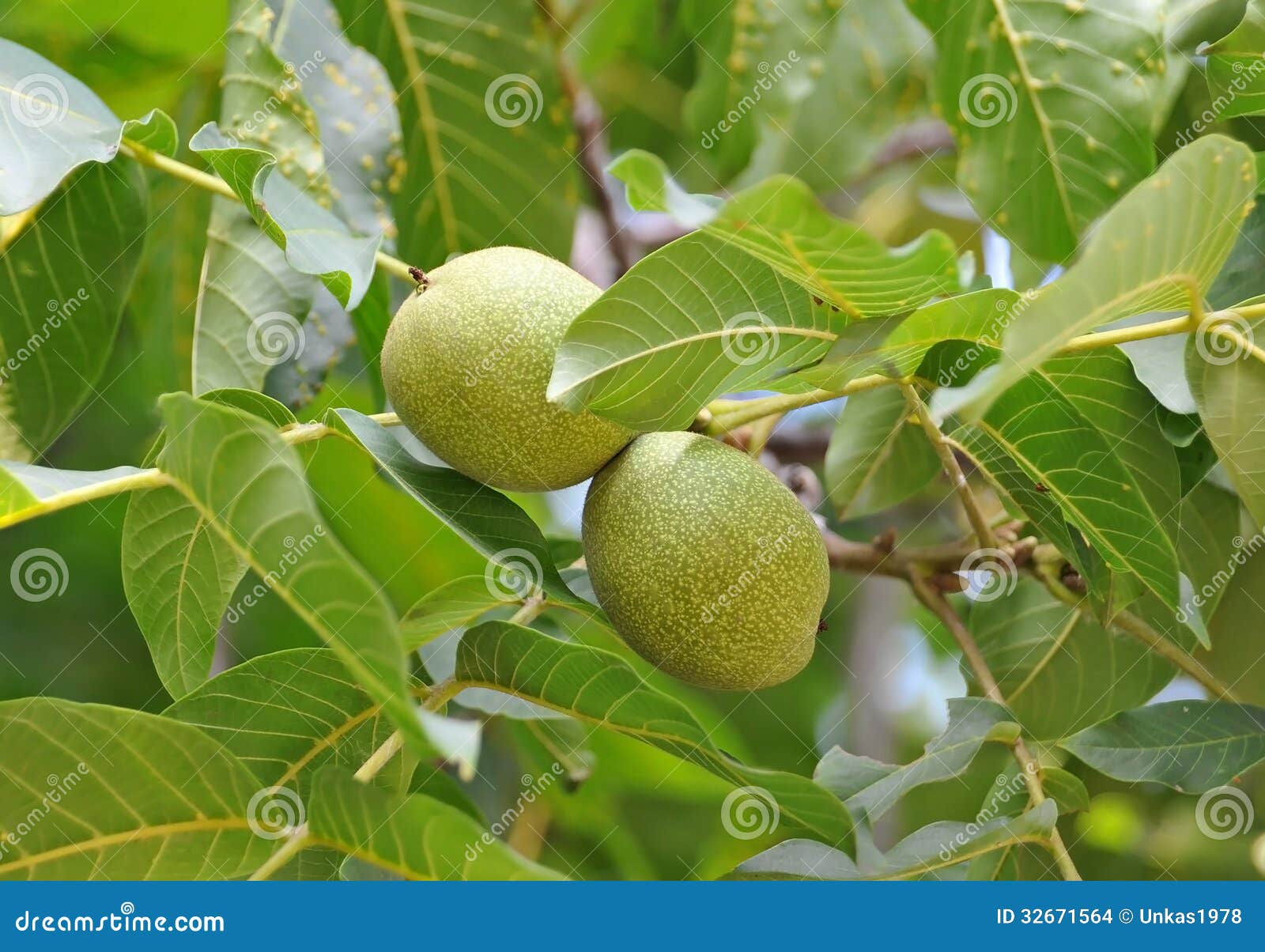 Walnut Tree (Juglans Regia) with Fruit Stock Photo - Image of organic ...