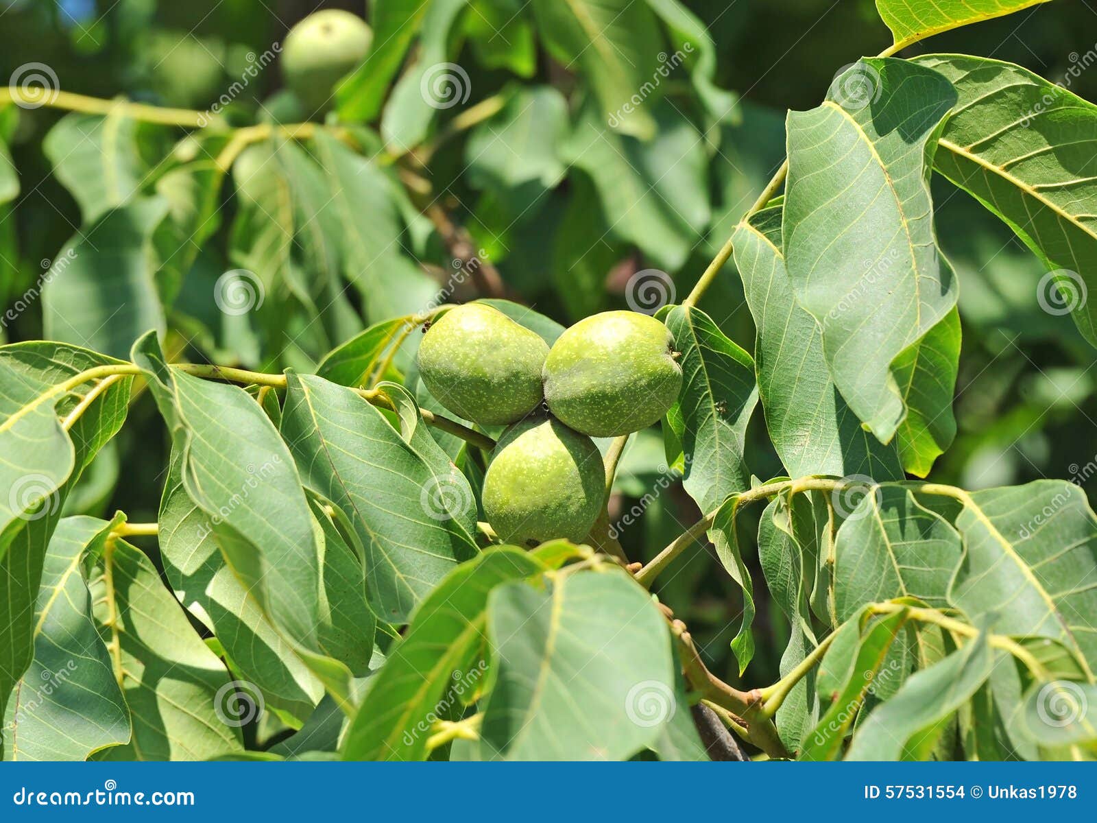 Walnut Tree (Juglans Regia) with Fruit Stock Photo - Image of fruit ...