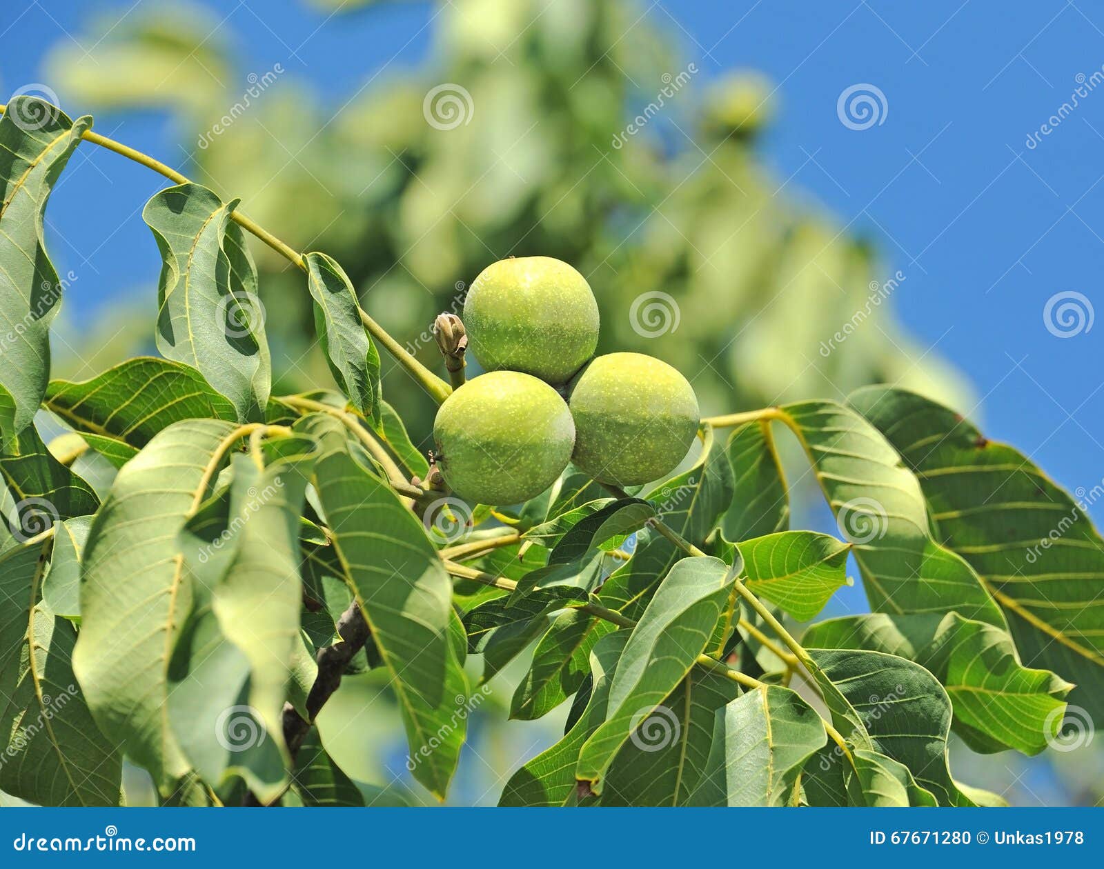 Walnut Tree (Juglans Regia) with Fruit Stock Photo - Image of healthy ...