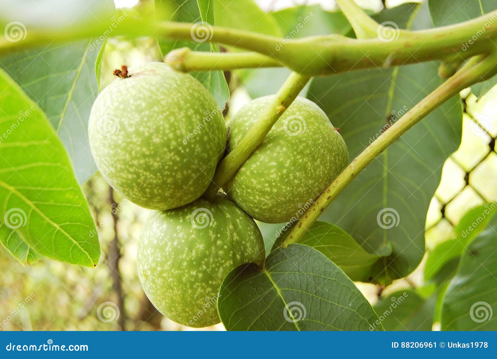 Walnut Tree Juglans Regia with Fruit Stock Image - Image of calories ...