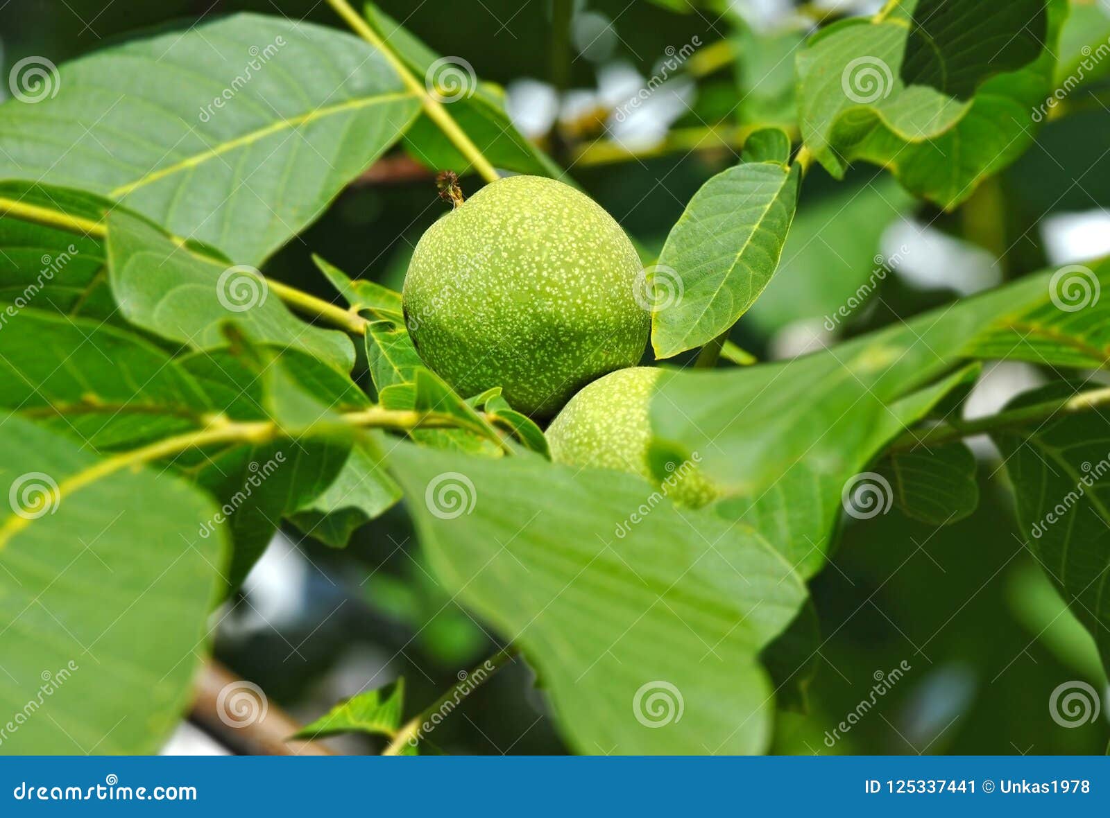 Walnut Tree Juglans Regia with Fruit Stock Image - Image of ...