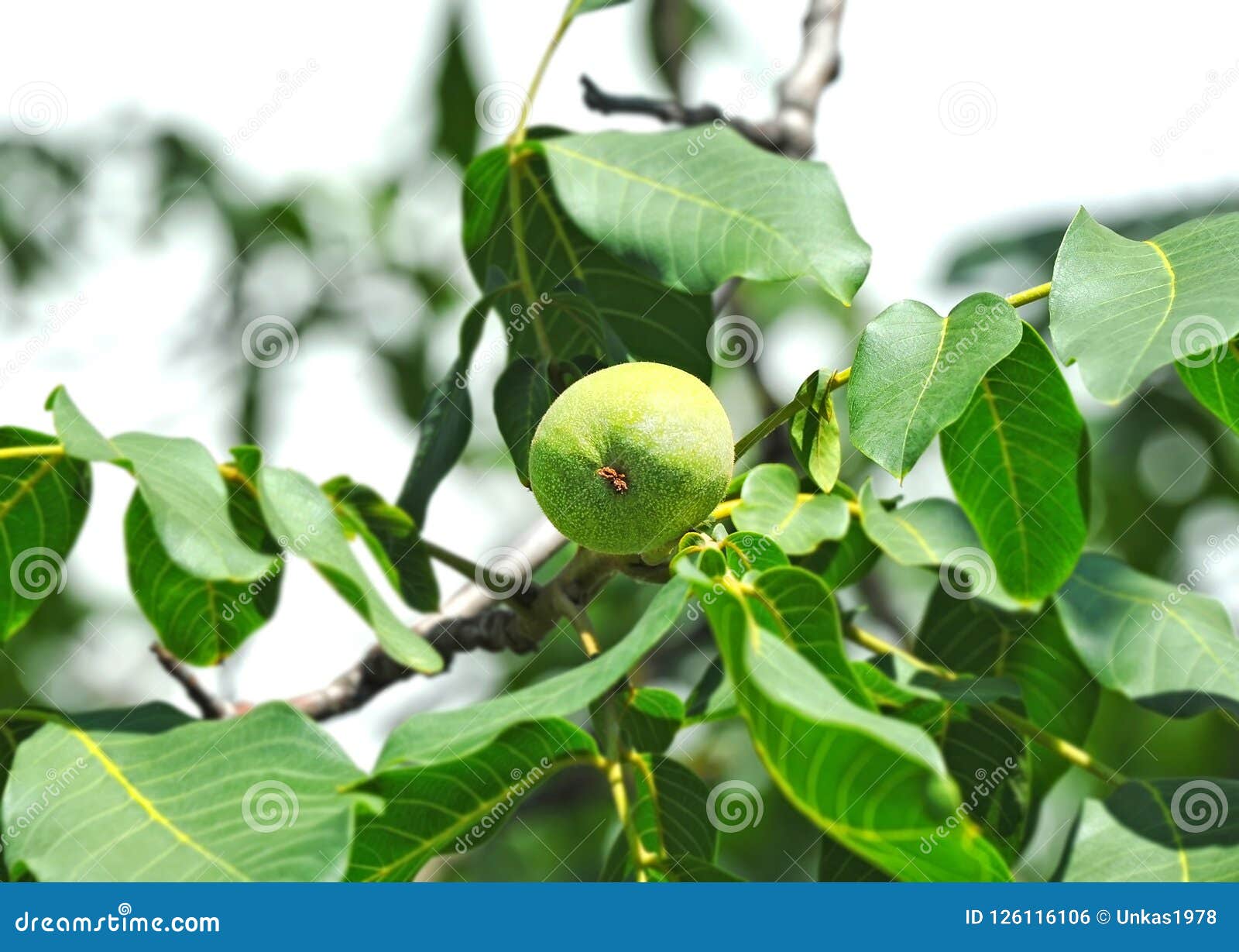 Walnut Tree Juglans Regia with Fruit Stock Photo - Image of flora ...
