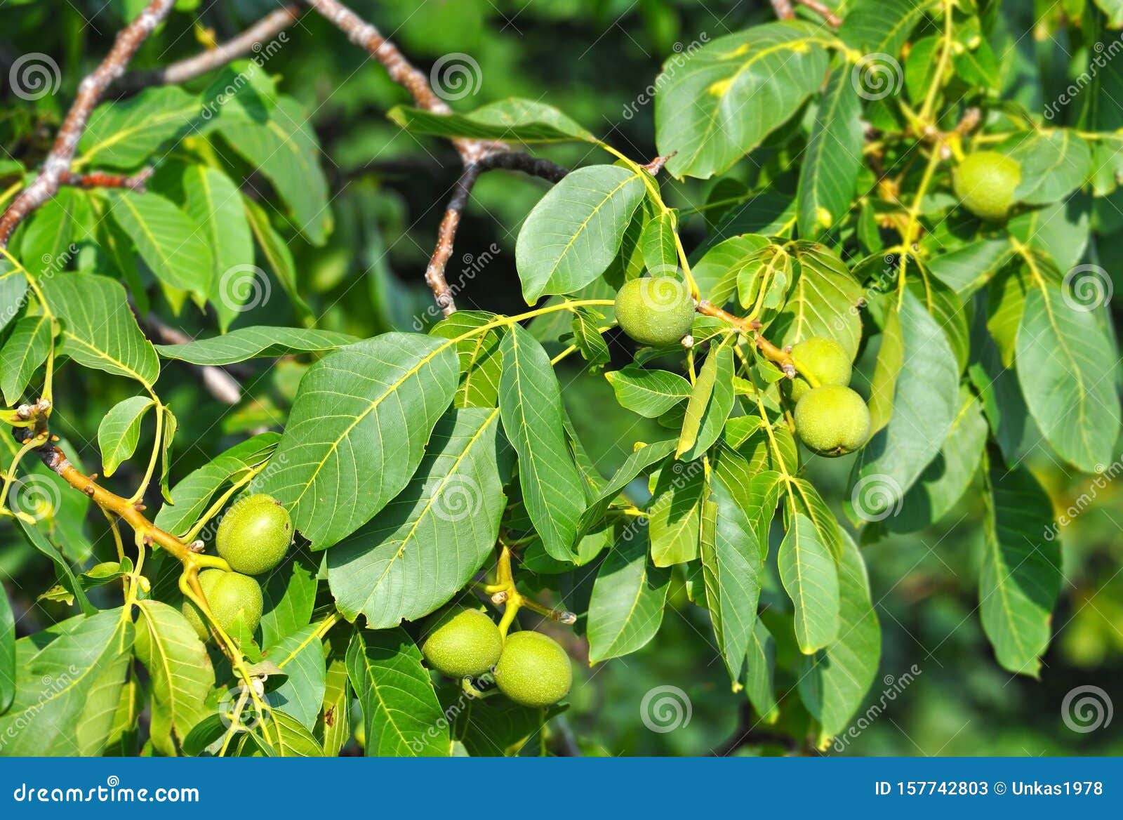 Walnut Tree Juglans Regia with Fruit Stock Image - Image of refreshment ...