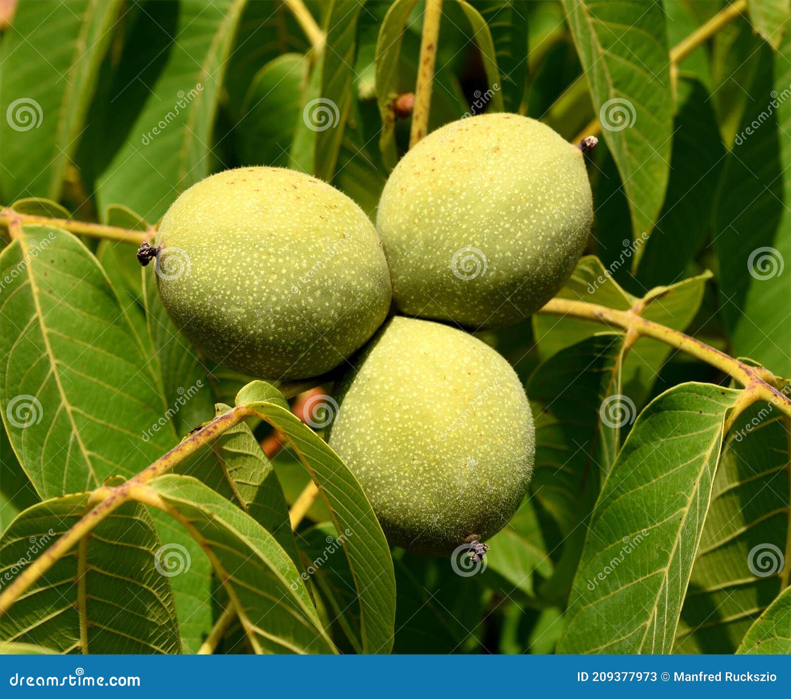 Walnut tree, Juglans regia stock image. Image of trees - 209377973
