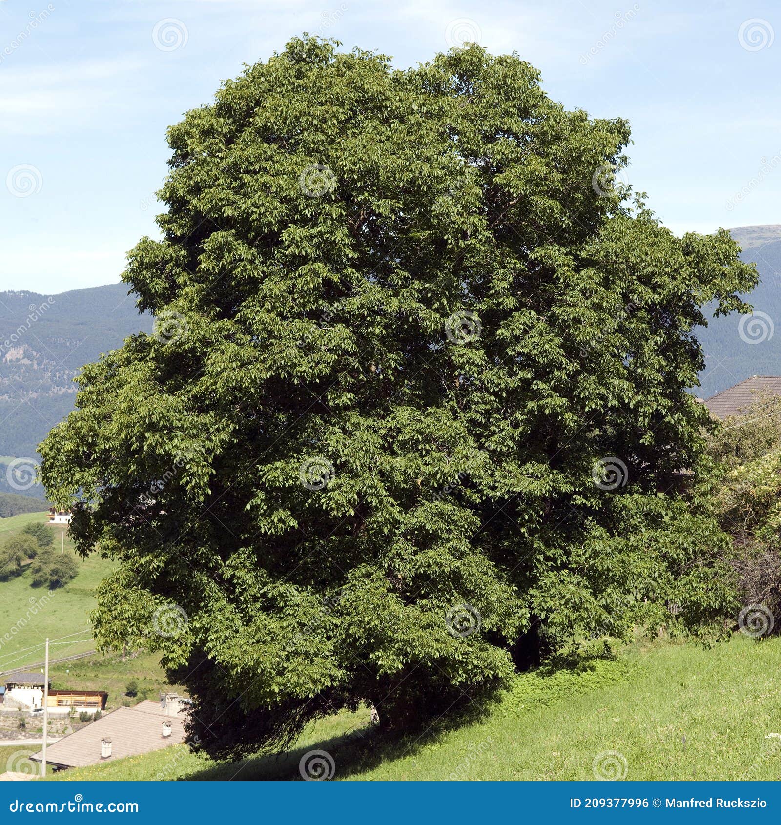 Walnut tree, Juglans regia stock photo. Image of landscape - 209377996