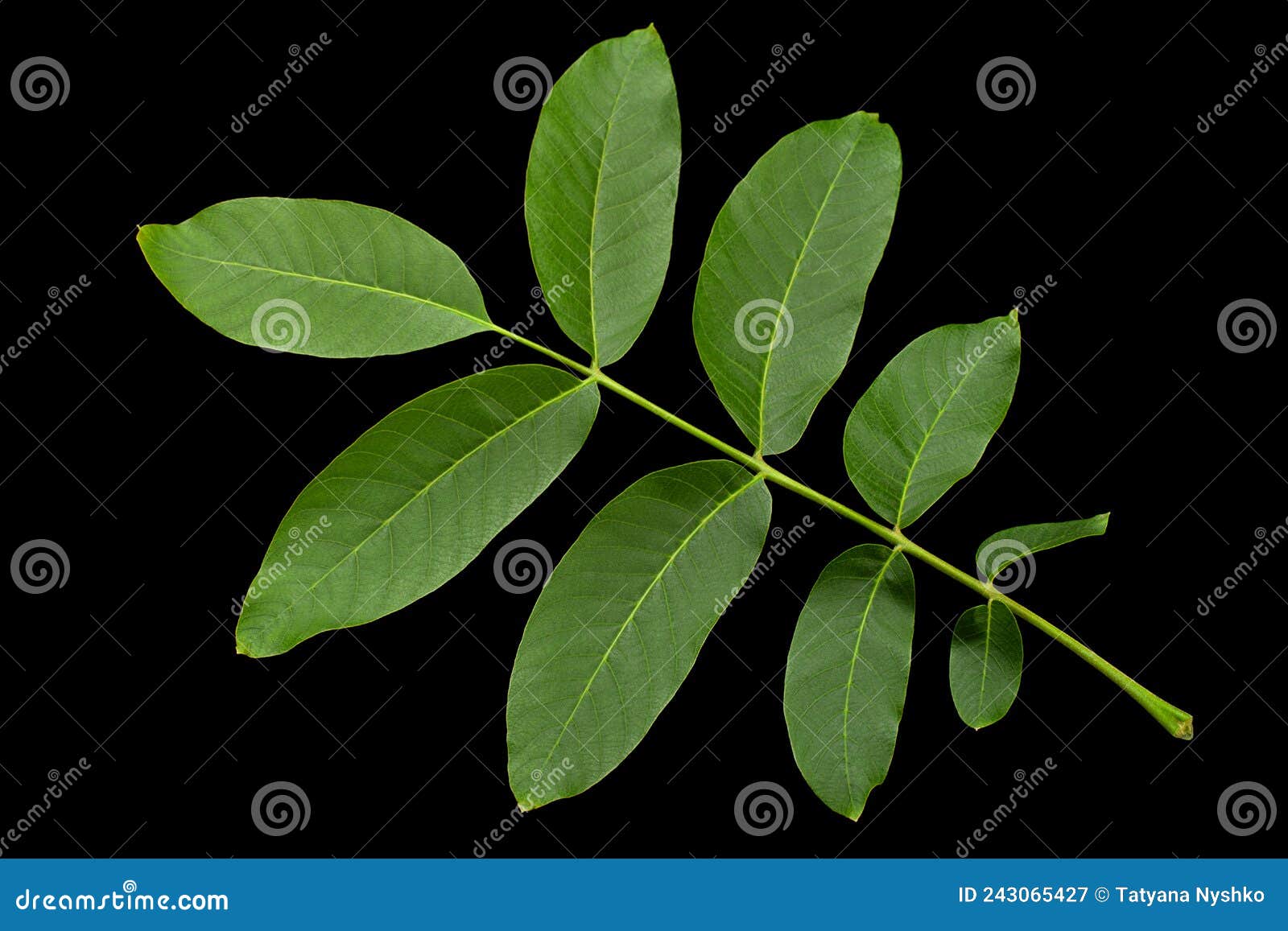 Walnut tree leaf closeup stock image. Image of leave - 243065427
