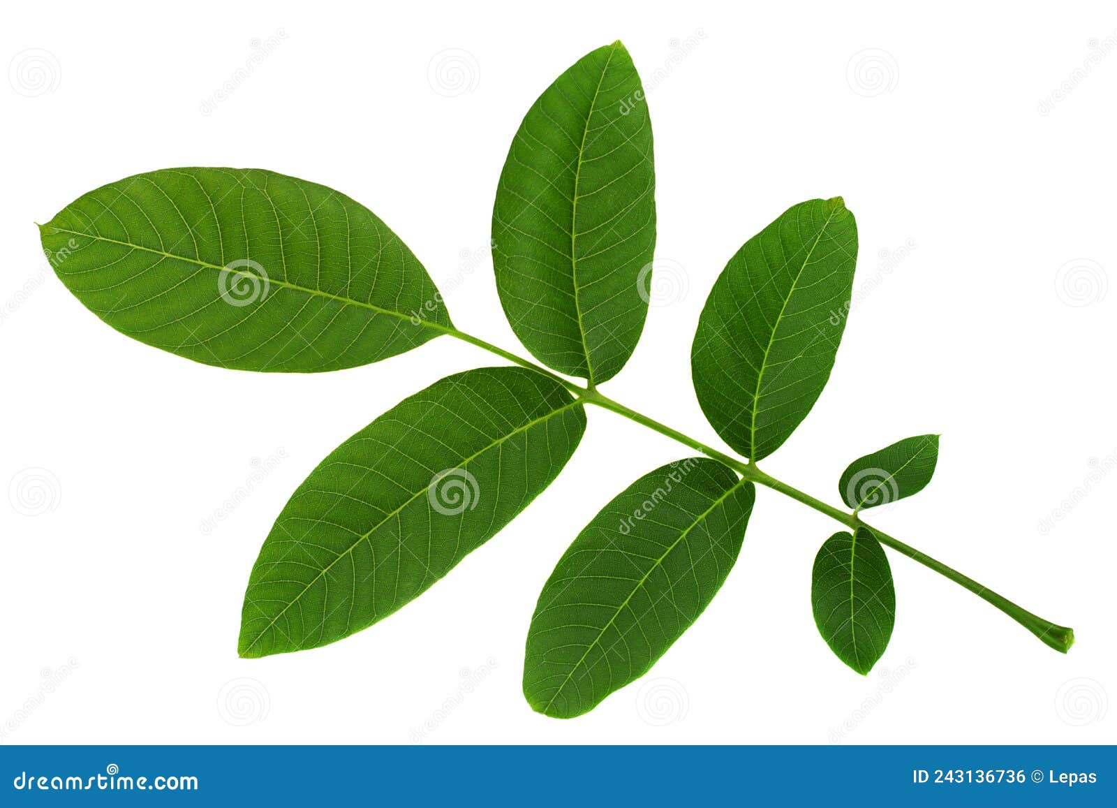 Walnut tree leaf closeup stock photo. Image of botany - 243136736
