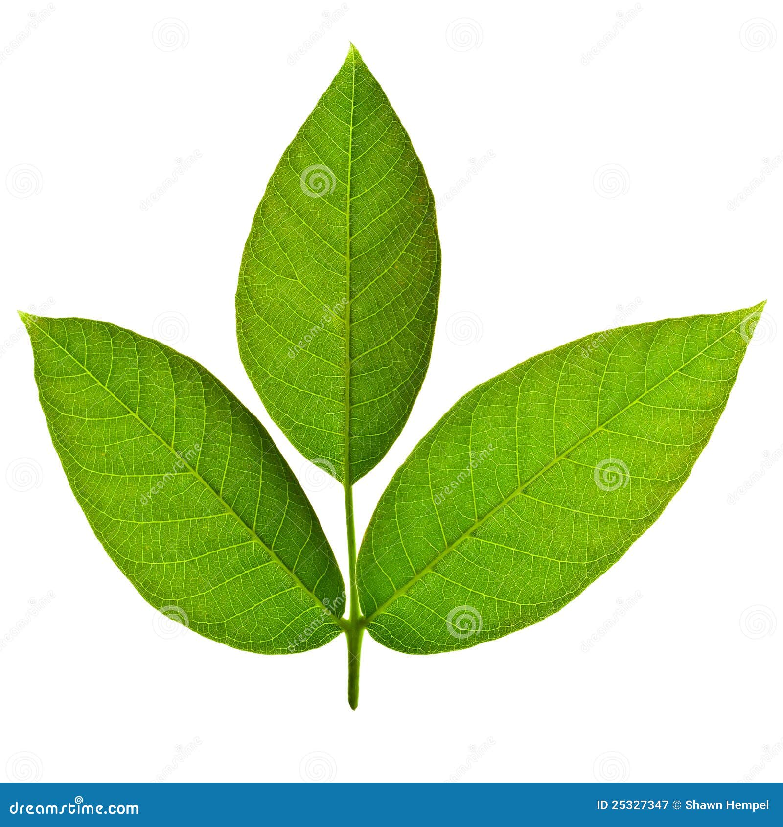 Walnut tree leaves stock image. Image of herbarium, green - 25327347