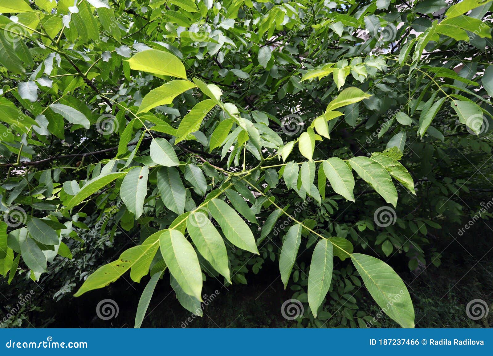 Walnut Tree Leaves and Branches of Walnut Tree Stock Photo - Image of ...