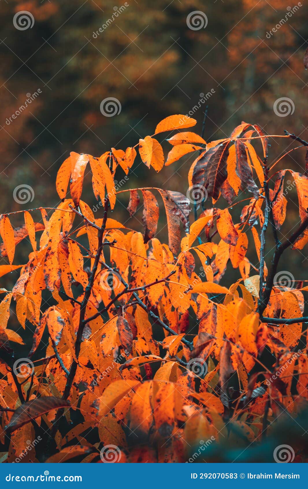 Walnut Tree Leaves Fully Orange. Stock Image - Image of branch, orange ...