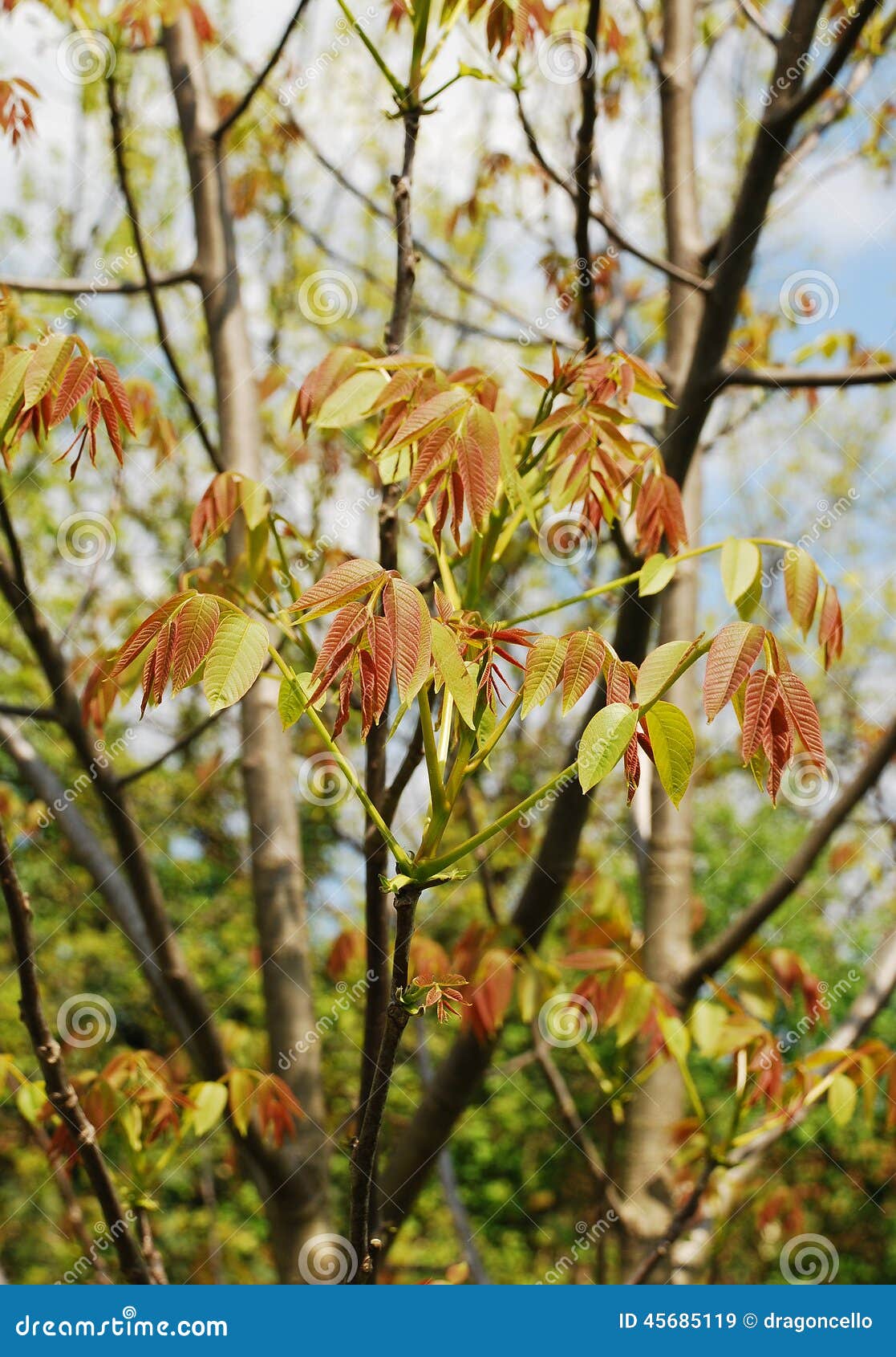 Walnut Tree Leaves in Spring Stock Image - Image of leaves, trees: 45685119
