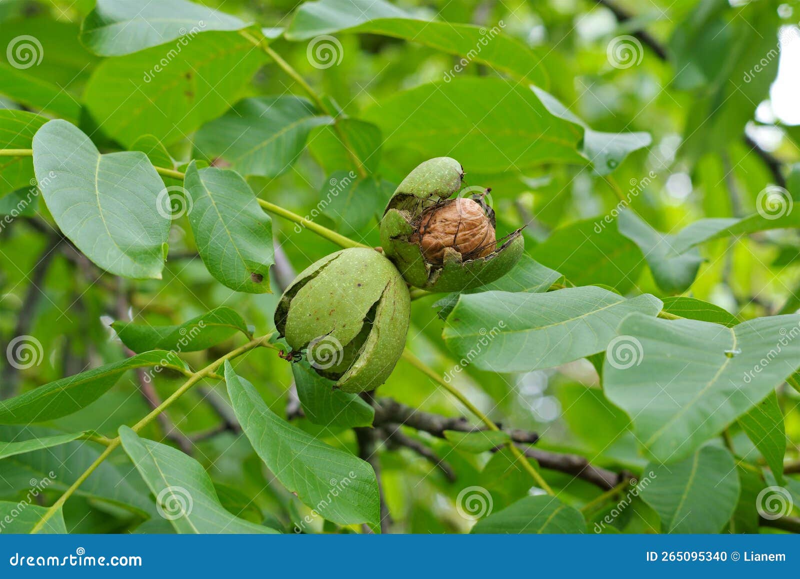 A Walnut Tree with Many Nuts Stock Photo - Image of twig, ripe: 265095340