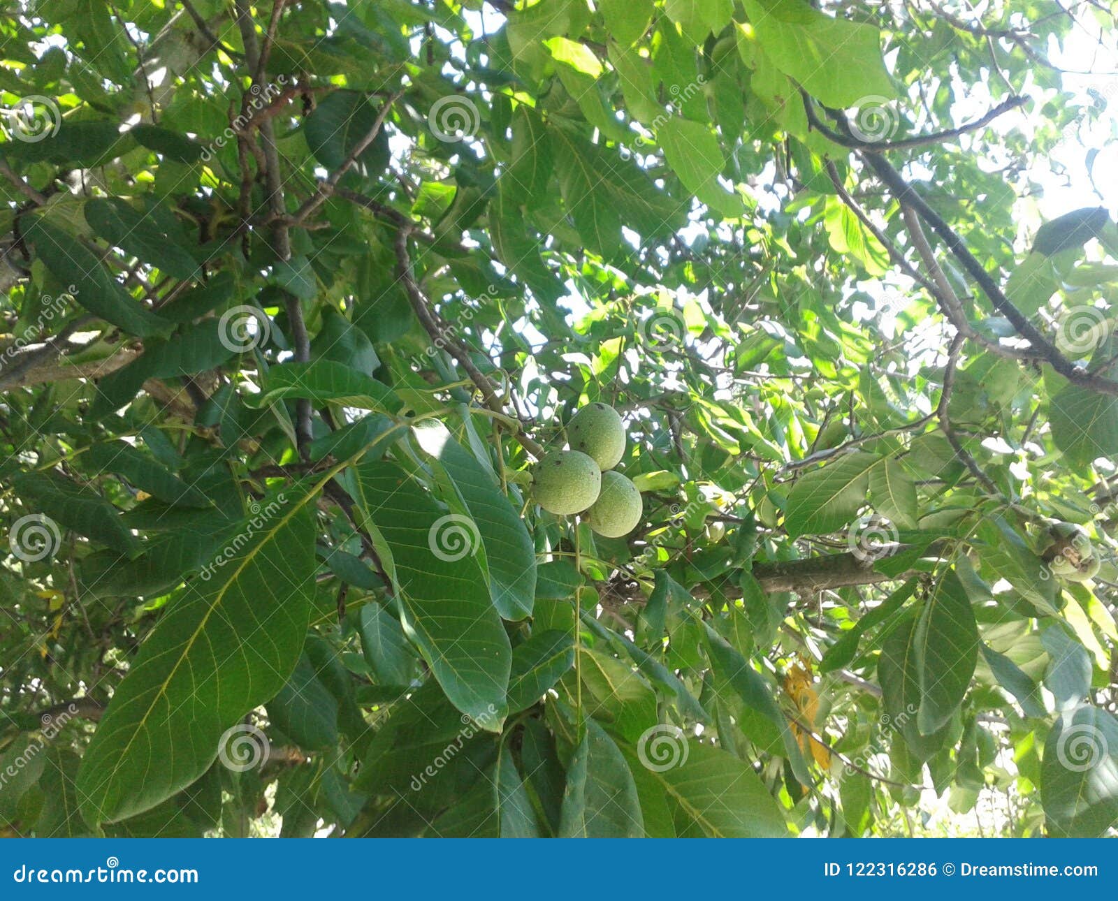 The Walnut Tree in My Garden Stock Photo - Image of topical, comical ...