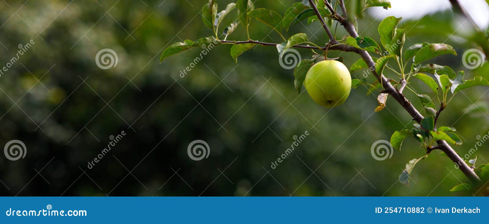 The Walnut on the Tree is Not yet Ripe Stock Photo - Image of growth ...