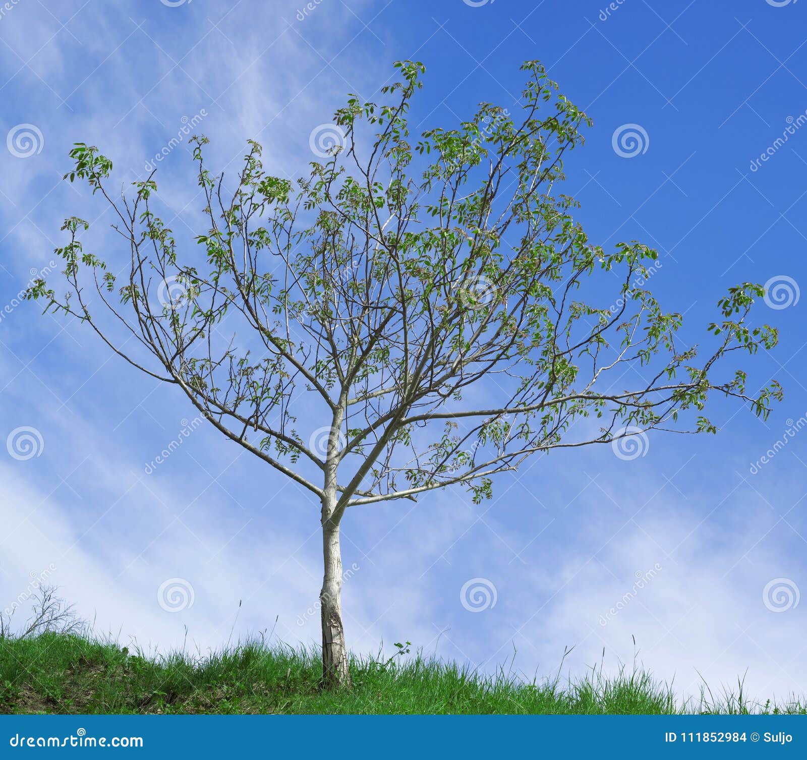 Walnut Tree Pollination stock photo. Image of season - 111852984